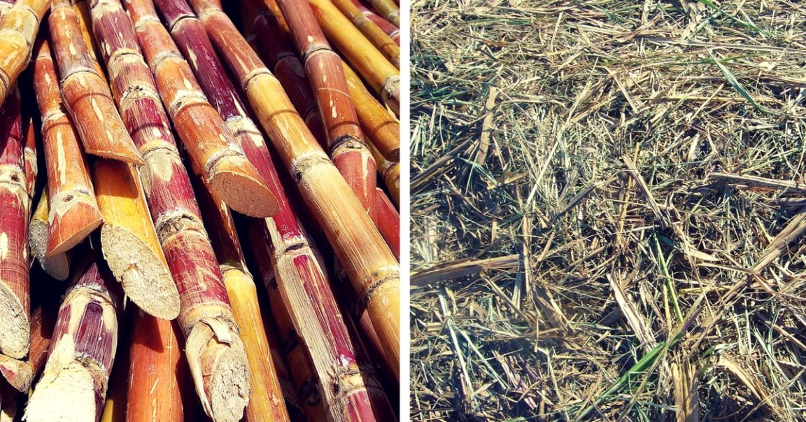 Indian Researchers Develop Bio 'Flashlights' From Sugarcane Waste