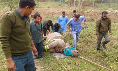 How a Determined Vet in Kaziranga Is Saving India's Orphan Animals