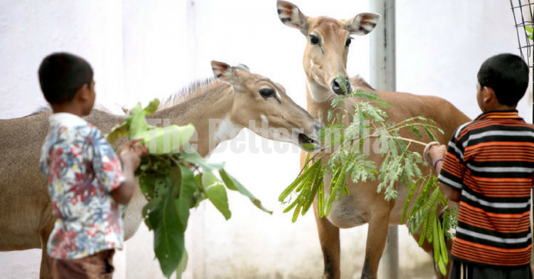 This Family Opened Their Home for Orphaned and Injured Wild Animals