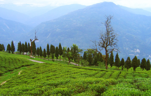 Why Adopting Organic Farming Practices Is Important for India's Future