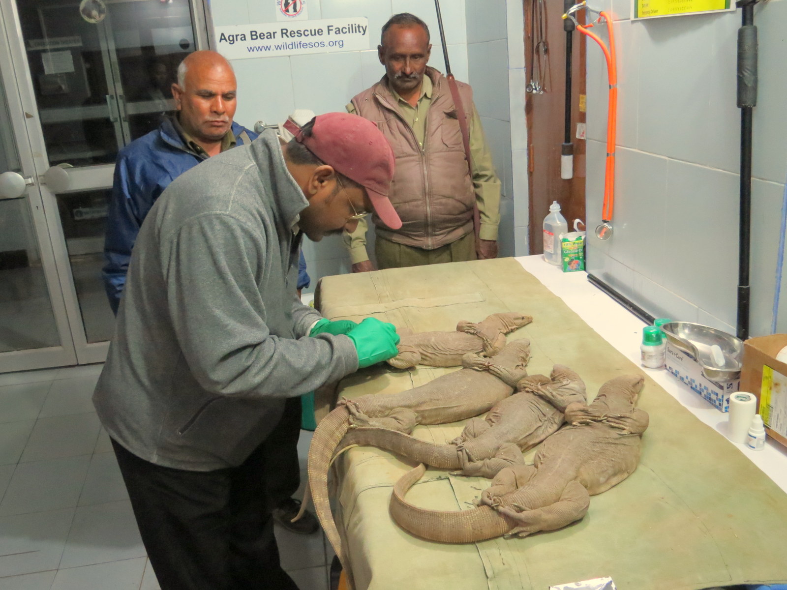 Here Are 16 of the Most Amazing Animal Rescue Stories