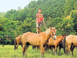 How a Polo Tournament Is Saving the Manipuri Pony From Extinction