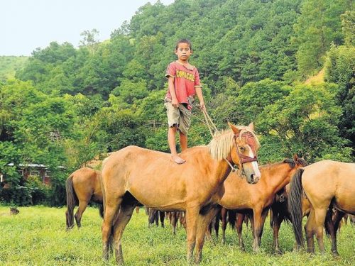 How a Polo Tournament Is Saving the Manipuri Pony From Extinction
