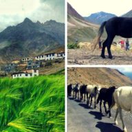 A Village in Spiti Runs a Dedicated Insurance Scheme for Its Horses