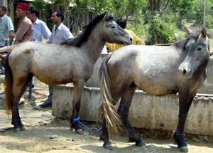 A Village in Spiti Runs a Dedicated Insurance Scheme for Its Horses