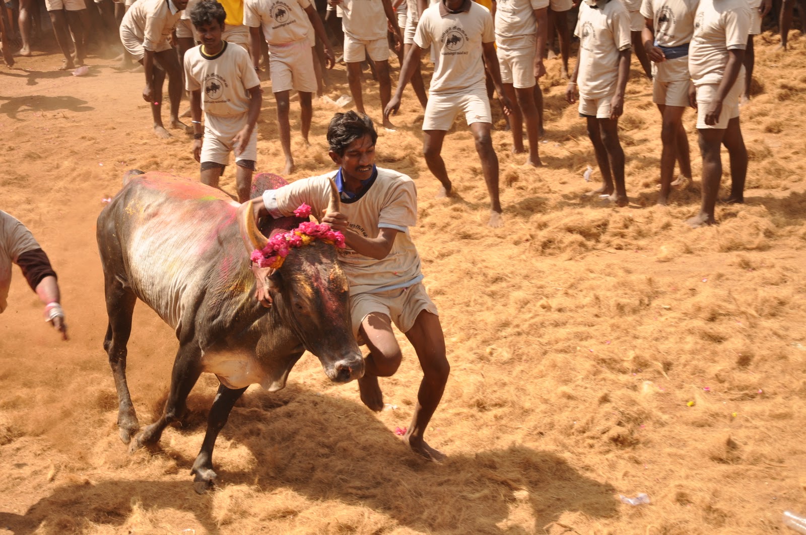Jallikatu, Its Interesting History and Both Sides of the Debate
