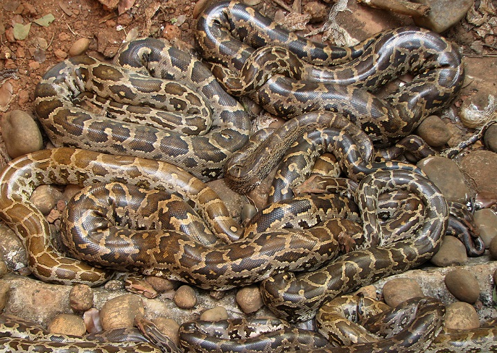 Why Snake Hunters From Tamil Nadu Are Catching Pythons in Florida