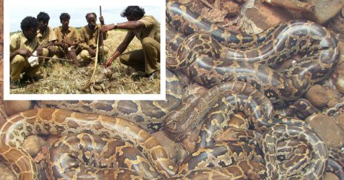 Why Snake Hunters From Tamil Nadu Are Catching Pythons in Florida