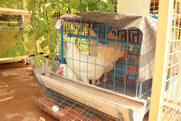 This Farming Unit Lets You Grow Fish, Poultry & Vegetables Organically