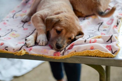 19-year-old Zabi Khan runs an animal rescue shelter for abandoned pets ...