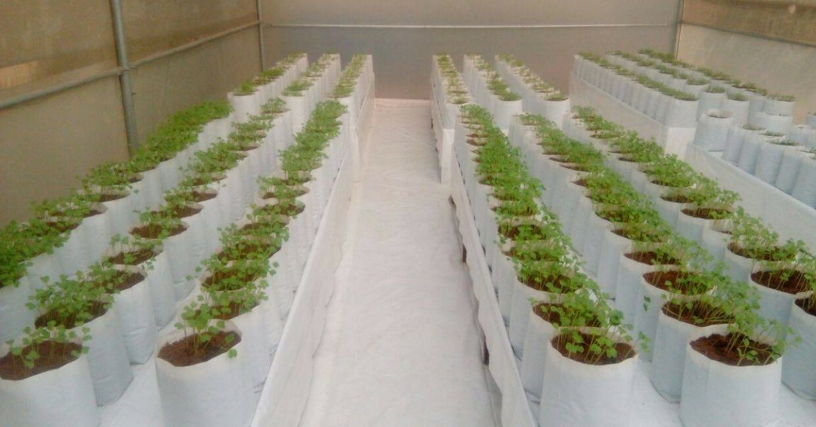 Clever Bud Soil-Less System Could Be an Answer to Every Farmer's Woes