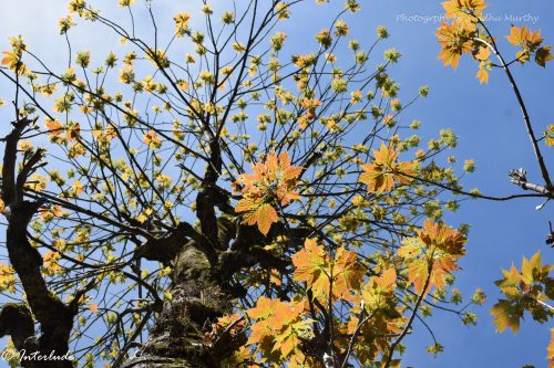 Himalayan Wildflowers – Hidden Beauty on the Trail to Kedarkantha