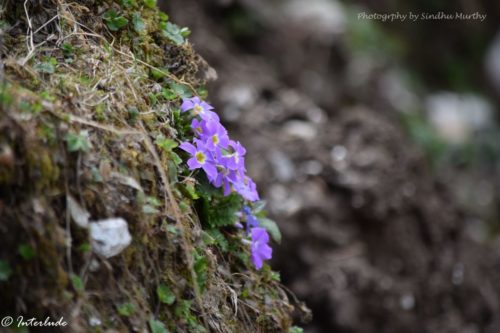 Himalayan Wildflowers – Hidden Beauty on the Trail to Kedarkantha