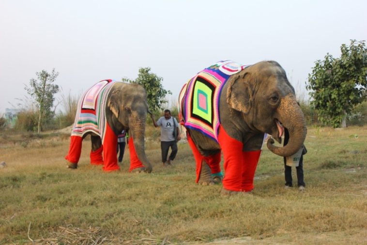 Elephants Have Woollens to Fight off the Bitter Cold of North India Too!