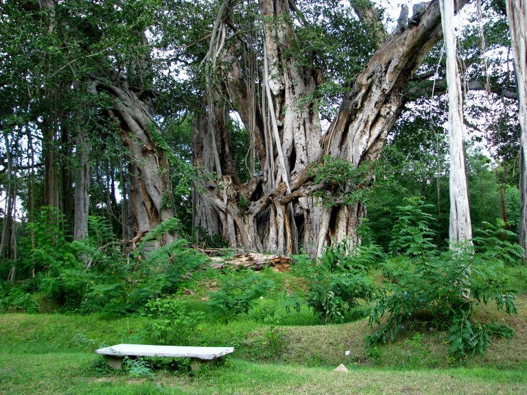 The Fascinating History of Tree Conservation Movements in India