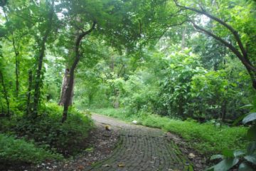 Mahim Nature Park's Journey From a Garbage Dump to a Mini Forest