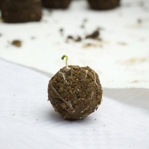 Seed Bombs Are Enabling Indians to Grow Plants Anywhere