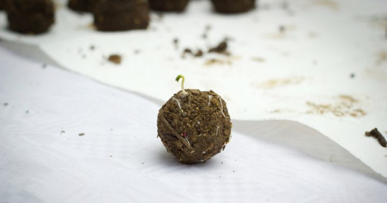 Seed Bombs Are Enabling Indians to Grow Plants Anywhere