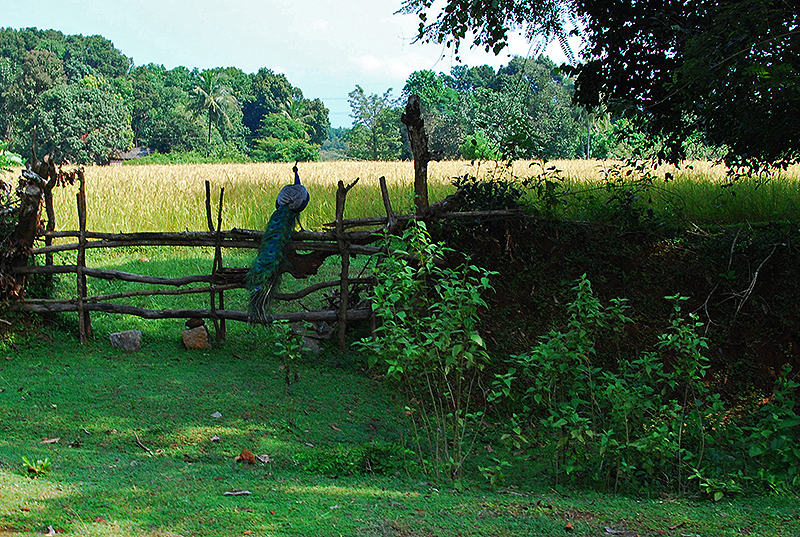 This Infosys Employee-Turned-Farmer Has Many Useful Tips for You to ...