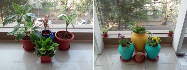 With Urban Mali, Bangaloreans Can Set up Gardens Anywhere They Want