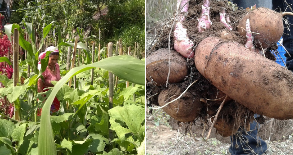 Sikkim Farmers Are Earning 8 Times More by Growing These Exotic Foods ...