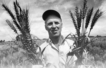 Norman Borlaug, the American Scientist Who Helped Engineer India's ...
