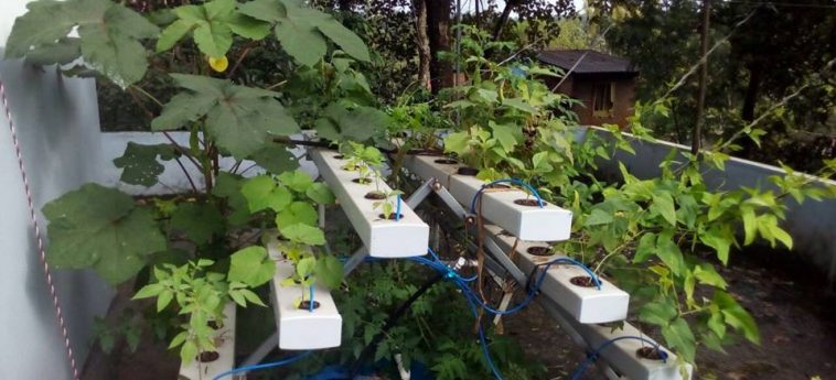 Gurugram Adopts Soil-Less Farming. Shows How Easy It Is to Eat Chemical ...