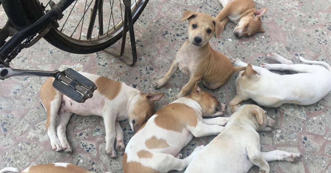 Want to Help an Injured Stray? These 5 Organisations Can Guide You ...