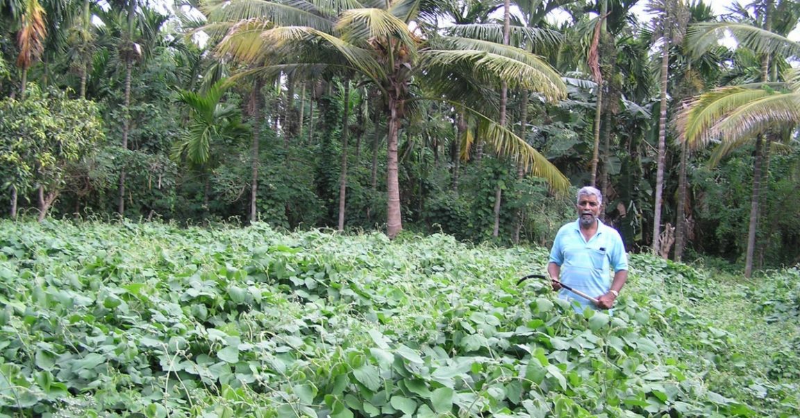 MK Kailash Murthy's Farm Withstood Drought Thanks to Natural Farming