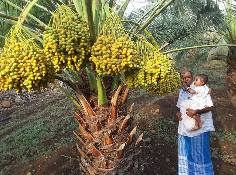 Date Farming Changed Nagpur Farmer, Savi Thangavel's Life & He Can Help ...