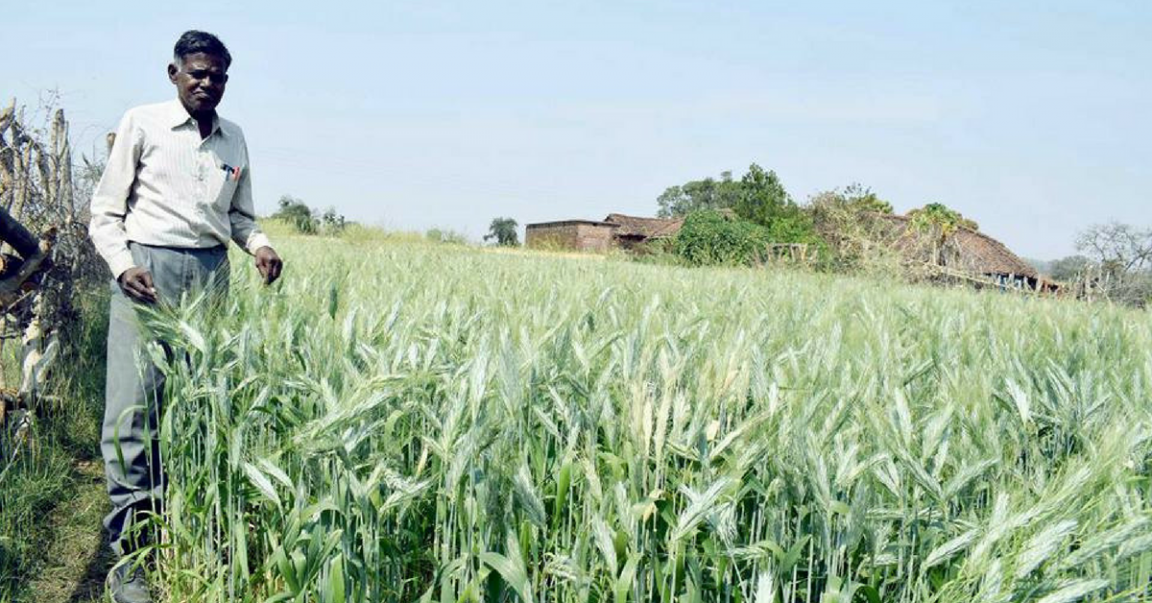 How a Farmer From Madhya Pradesh, Babulal Dahiya Is Growing 110 ...