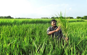 Sheela Balaji From Chennai Preserved 30 Indigenous Rice Varieties & Is ...