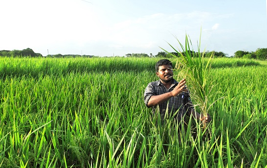 Sheela Balaji From Chennai Preserved 30 Indigenous Rice Varieties & Is ...