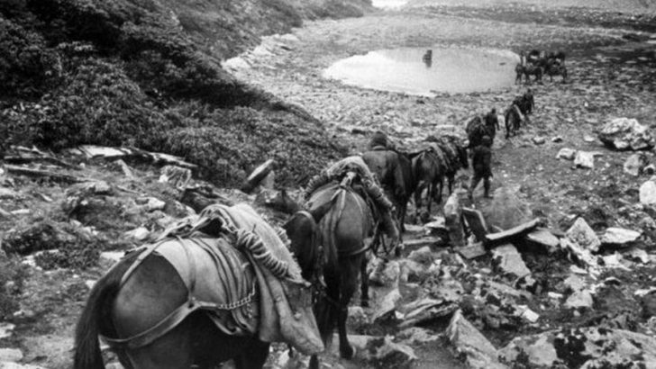 Pedongi, the Brave Mule that Won a Unique Award from the Indian Army