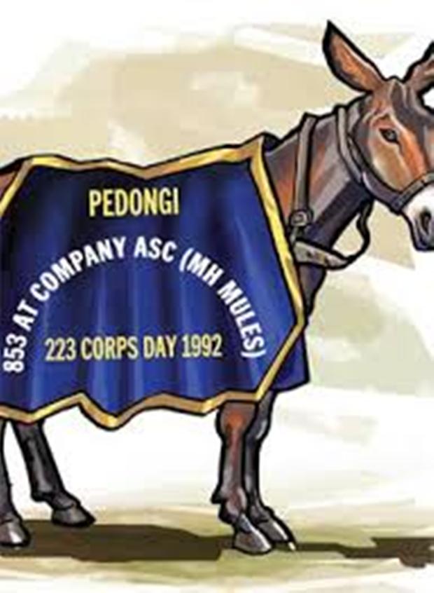 Pedongi, the Brave Mule that Won a Unique Award from the Indian Army