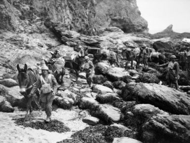 Pedongi, the Brave Mule that Won a Unique Award from the Indian Army