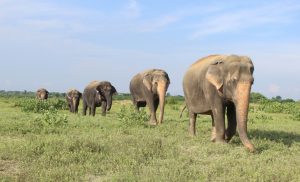 On World Elephant Day, a Look at How One Nurturing Center in Mathura