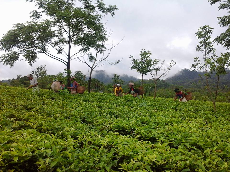 Meet Tenzing Bodosa, Assam's First Organic Tea Farmer Who Also Owns ...