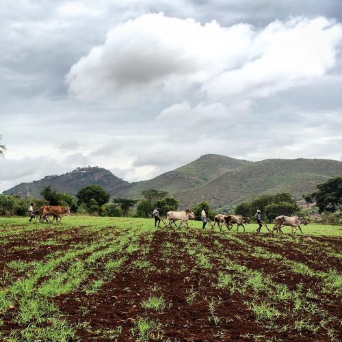 Making organic farming fashionable: Meet this couple in Karnataka
