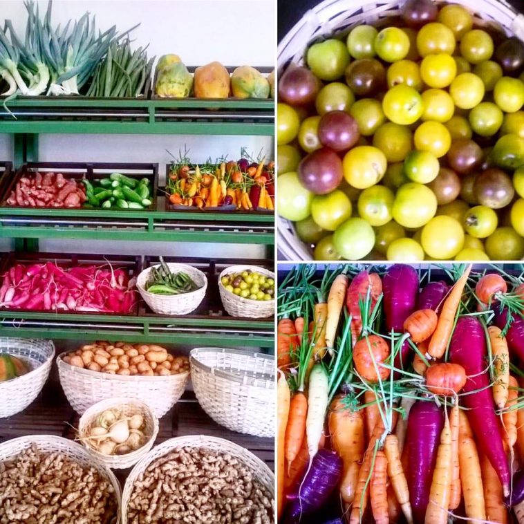 Making organic farming fashionable: Meet this couple in Karnataka