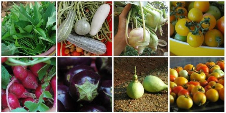 These Goans Decided to Go Organic, and Grew a Mini Forest at Home!