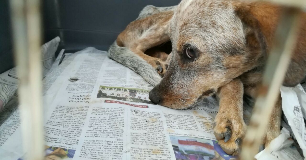 Need Pet Transport in Bengaluru? Gowtham Will Come to Your Dog's Aid