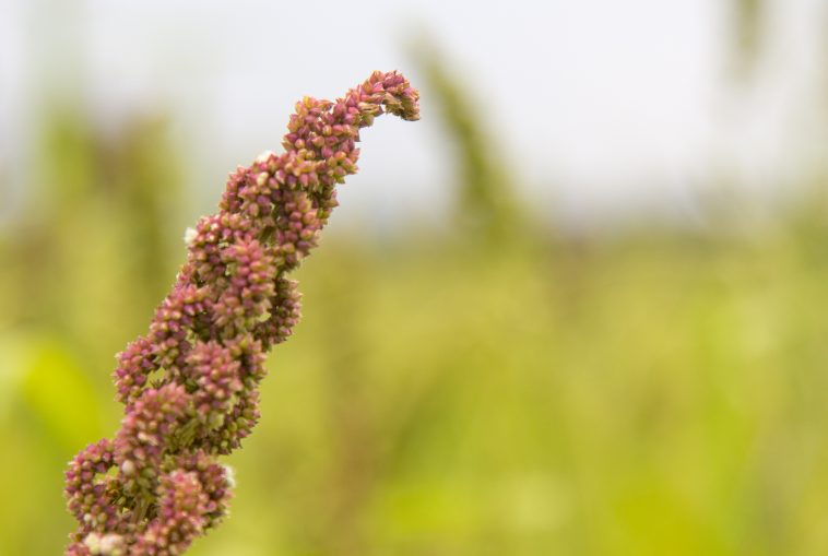 Droughts Don't Scare Millet-Producing, Self-Sufficient Karnataka Farmers!