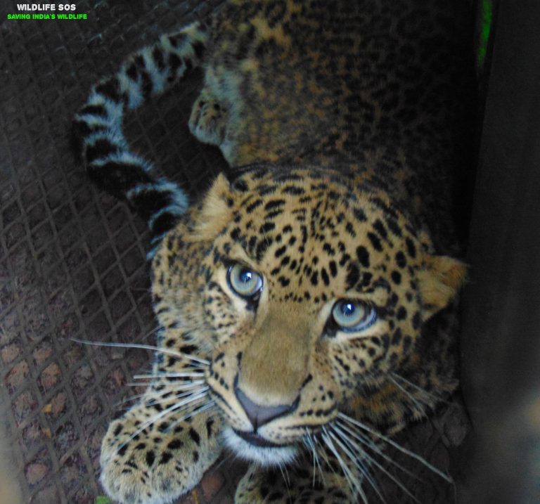 What to Do If a Leopard Wanders Into a Village? A Microchip Will Rescue ...