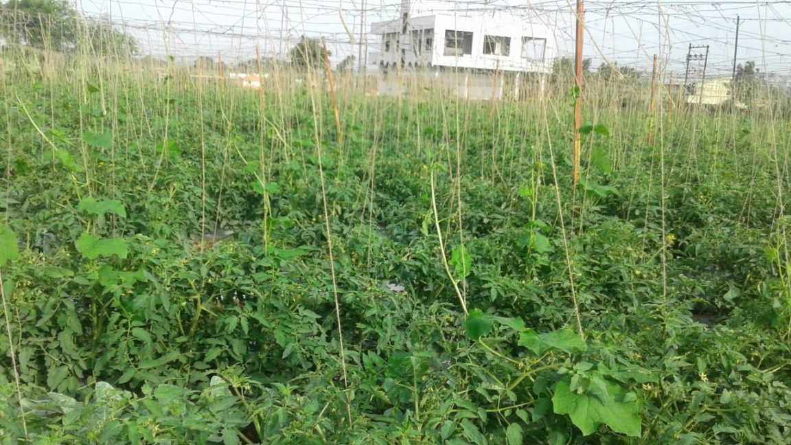 Despite Droughts, This Maharashtra Farmer, Vishwanath Bobade Is Earning ...