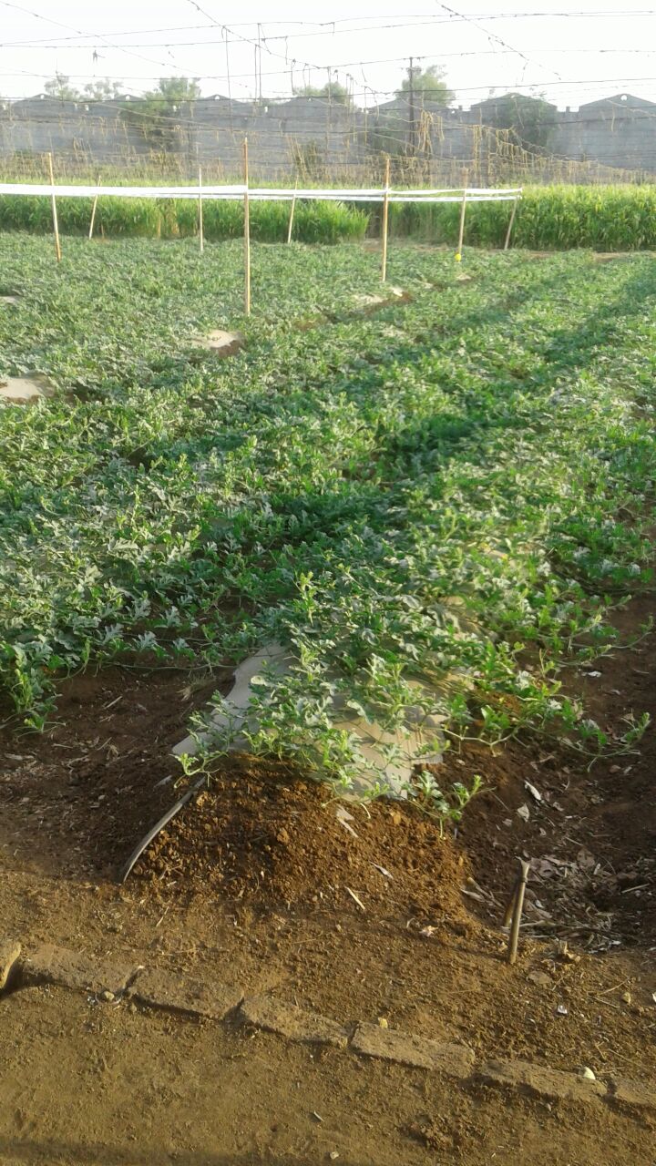 Despite Droughts, This Maharashtra Farmer, Vishwanath Bobade Is Earning ...
