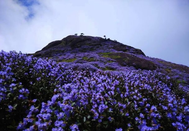 Painting the Niligiris Blue Once in 12 Years, Behold the Neelakurinji