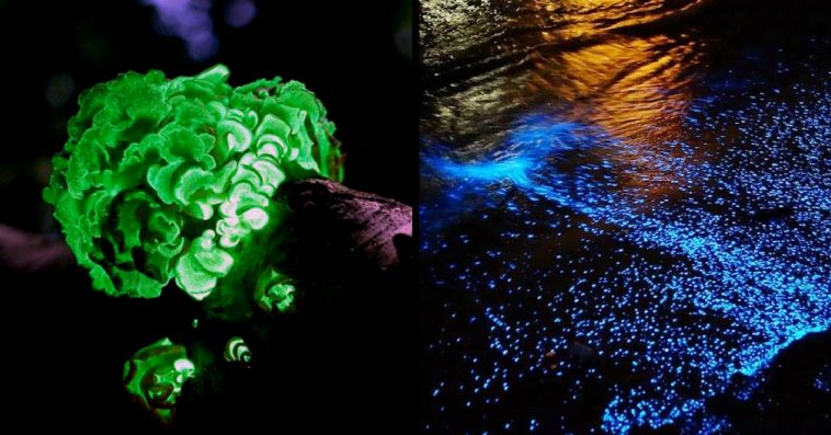 Into the Heart of India's Mysterious Glowing Forests and Beaches