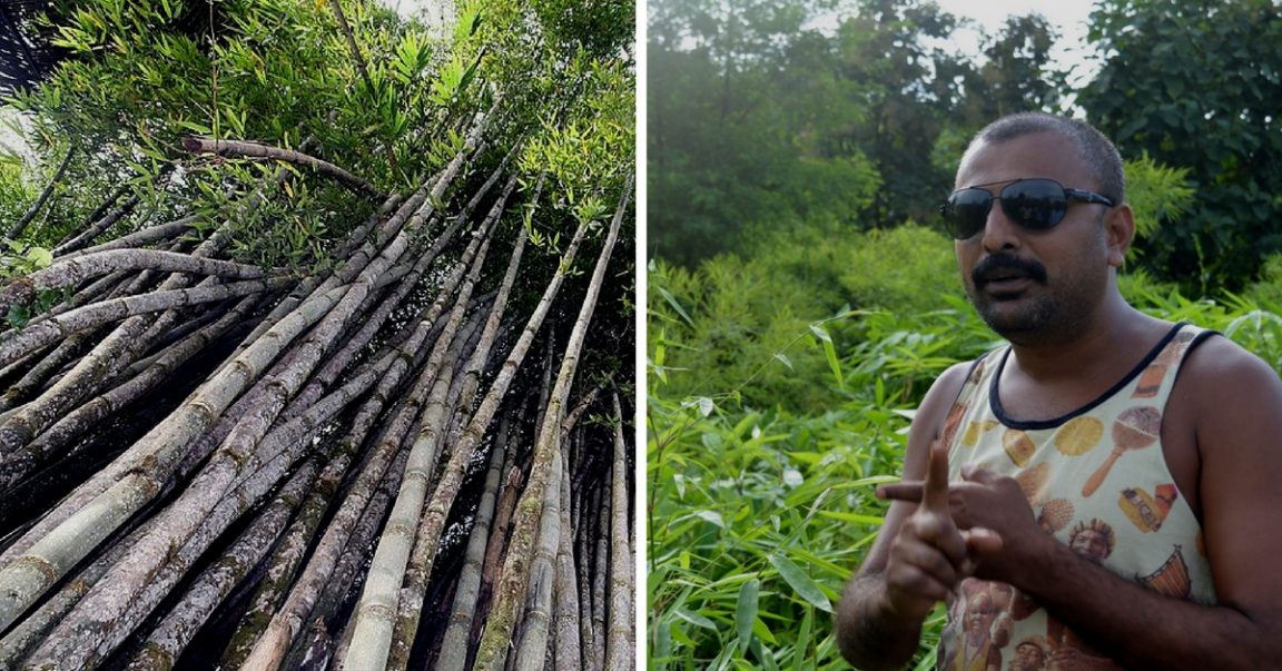 Meet the man who set up India’s first bamboo nursery in Maharashtra!