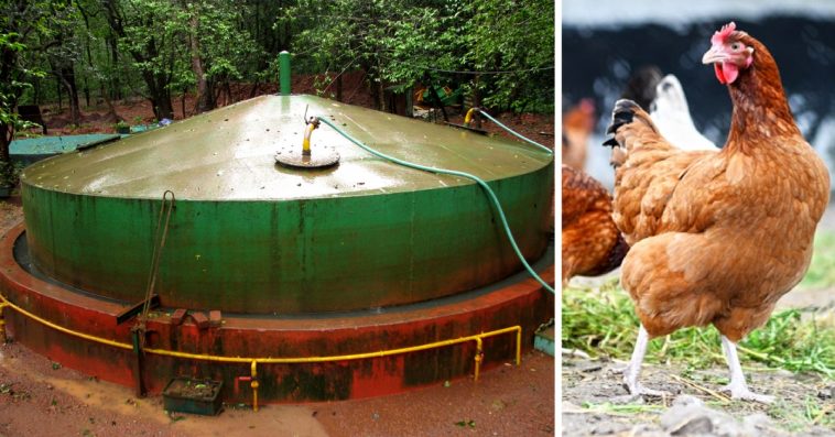 How a Poultry Farmer is Generating Electricity from Chicken Droppings
